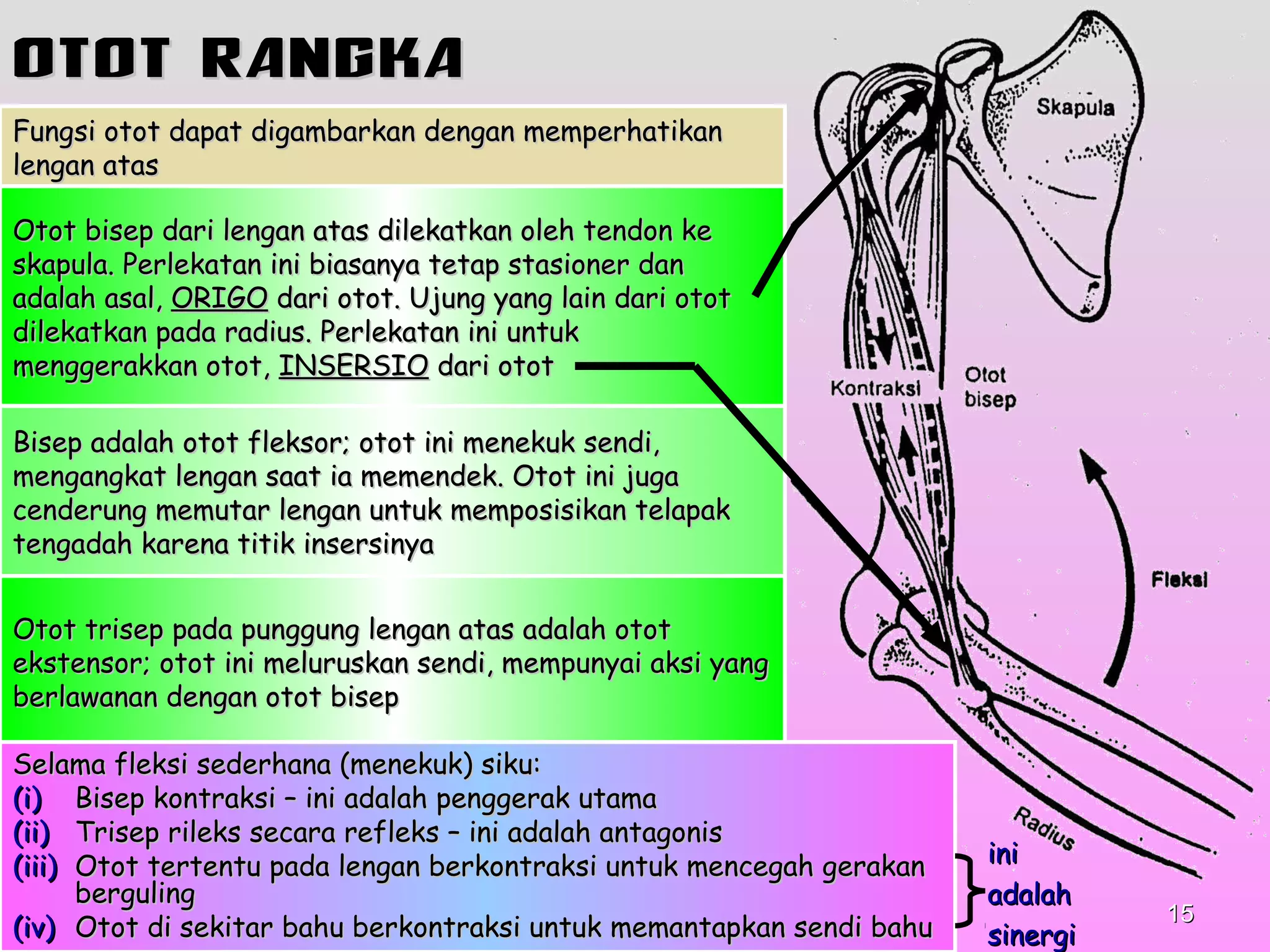 Musculosceletal System in Anatomy/ Sistem Otot dan Tulang ...