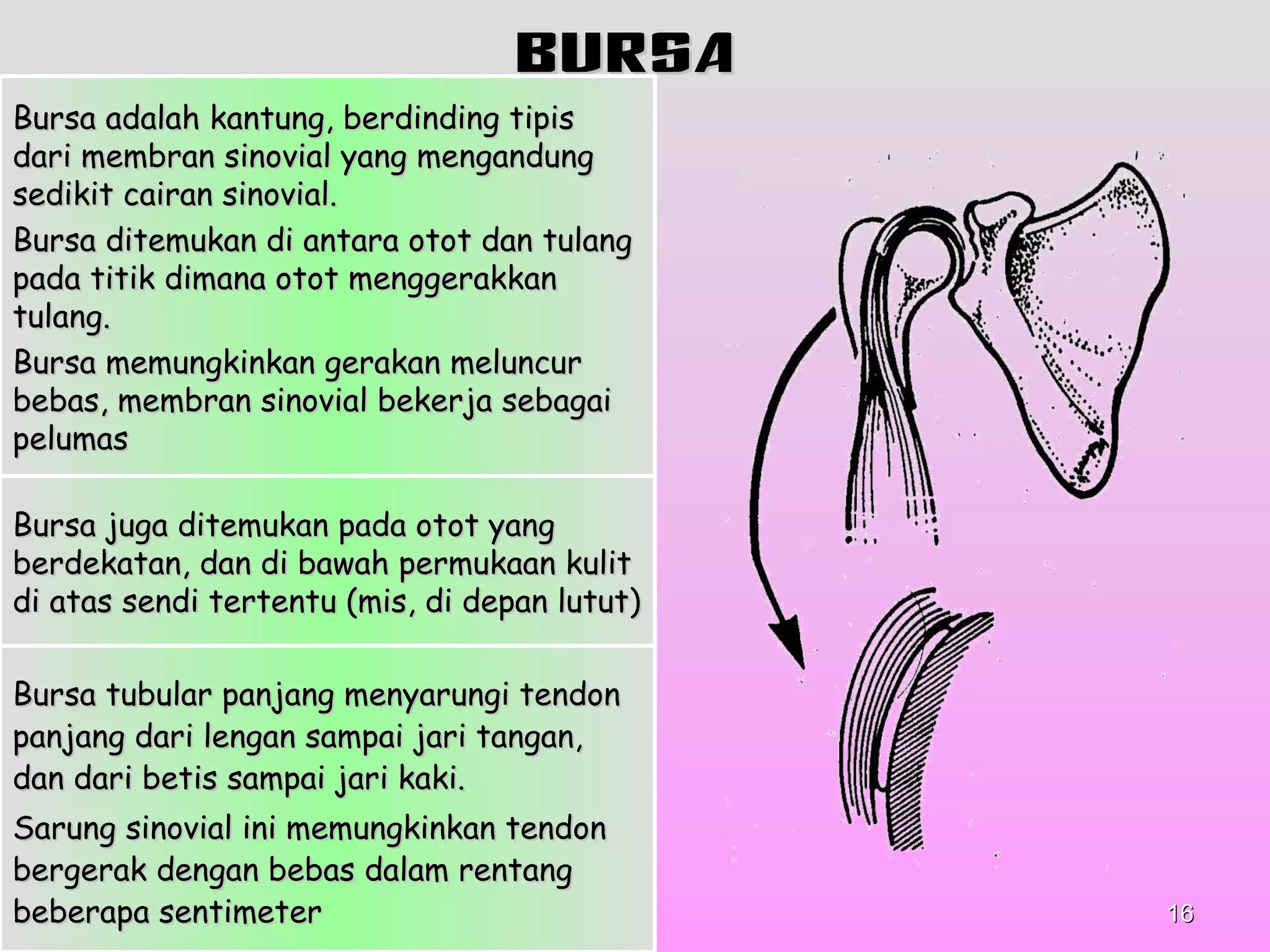 Musculosceletal System in Anatomy/ Sistem Otot dan Tulang ...