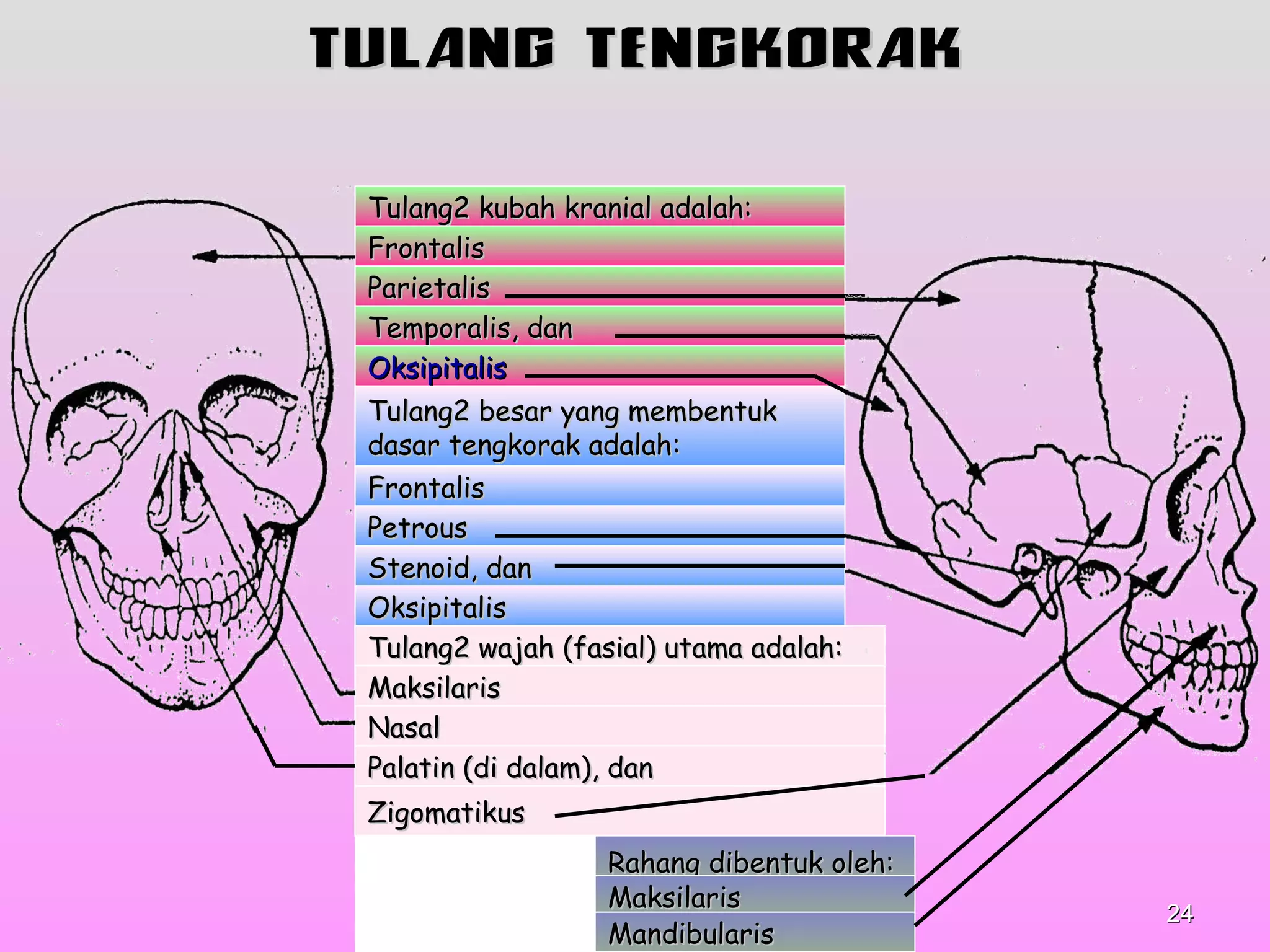 Musculosceletal System in Anatomy/ Sistem Otot dan Tulang ...