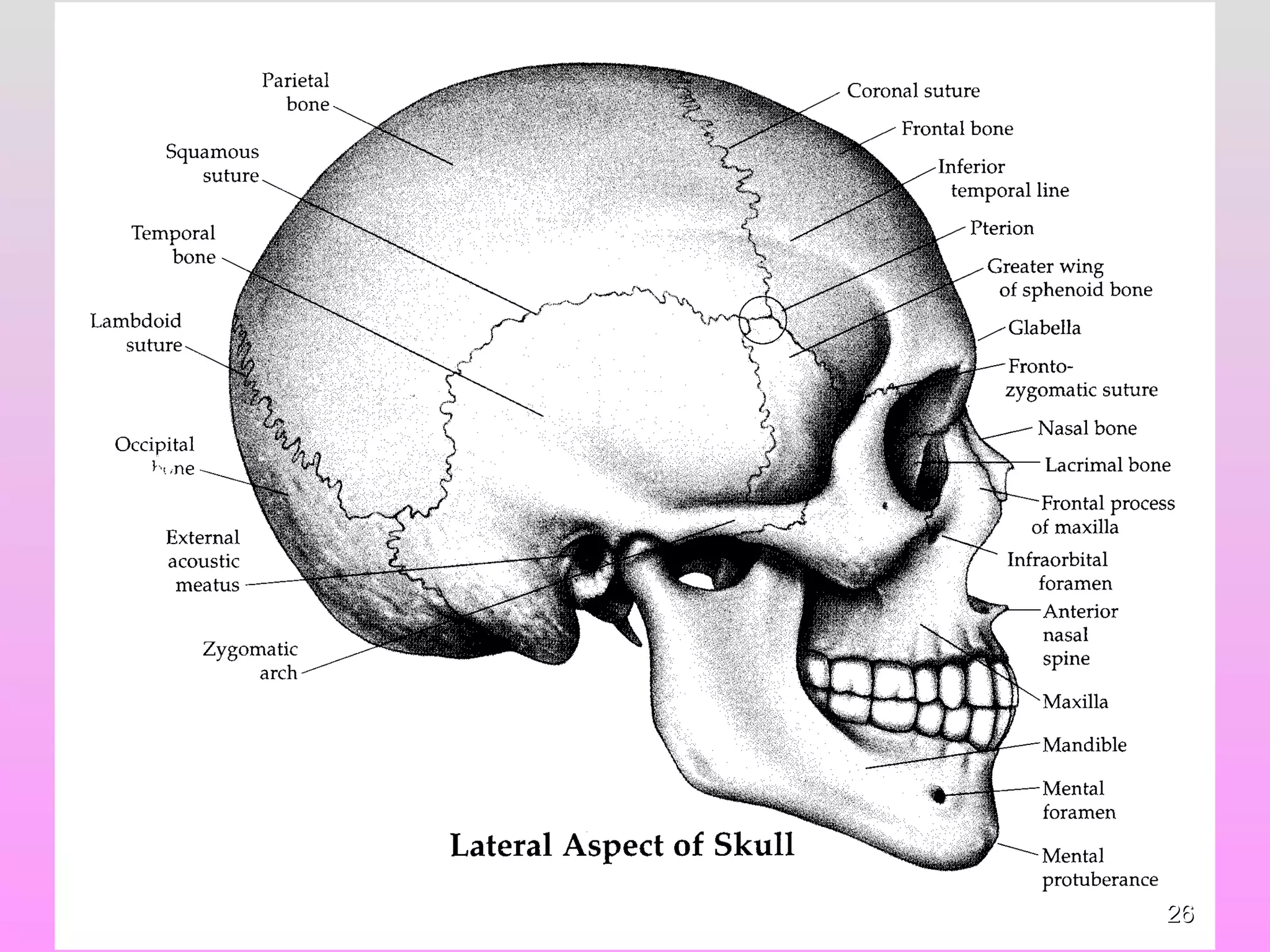 Musculosceletal System in Anatomy/ Sistem Otot dan Tulang ...