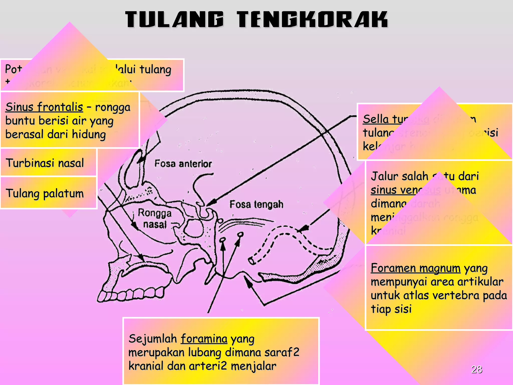 Musculosceletal System in Anatomy/ Sistem Otot dan Tulang ...