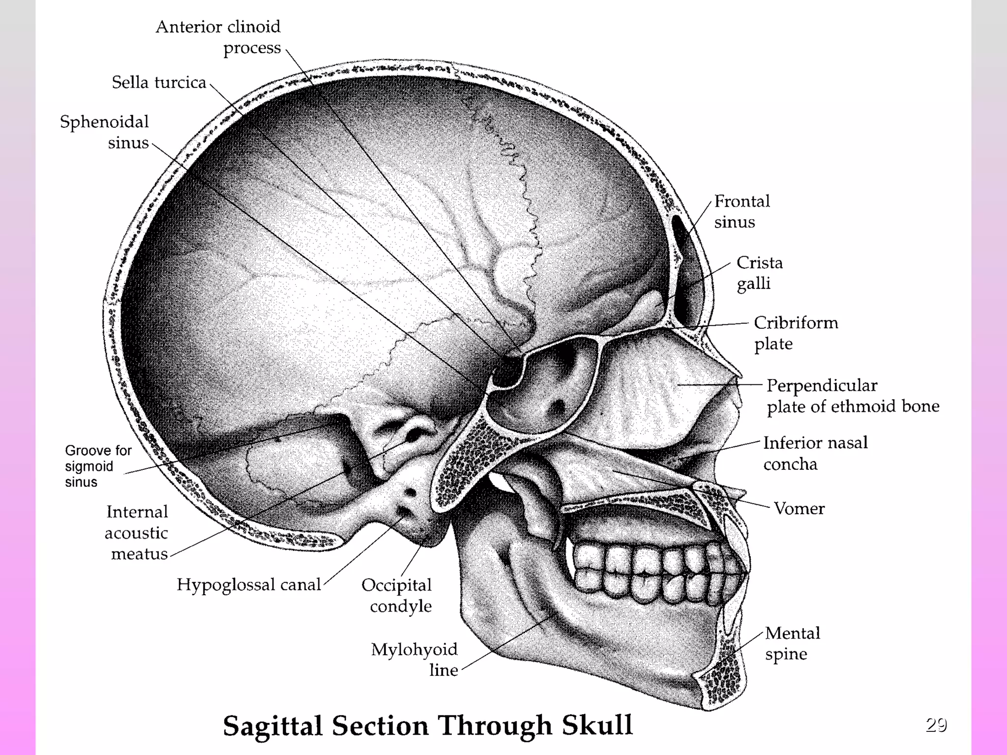 Musculosceletal System in Anatomy/ Sistem Otot dan Tulang ...