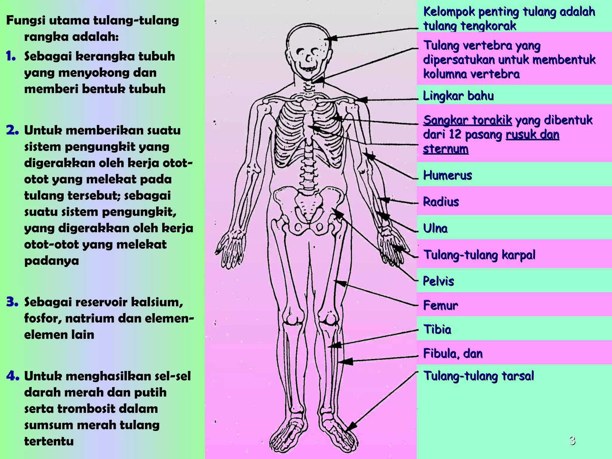Musculosceletal System in Anatomy/ Sistem Otot dan Tulang (Muskuloskeletal) di Anatomi | PPT
