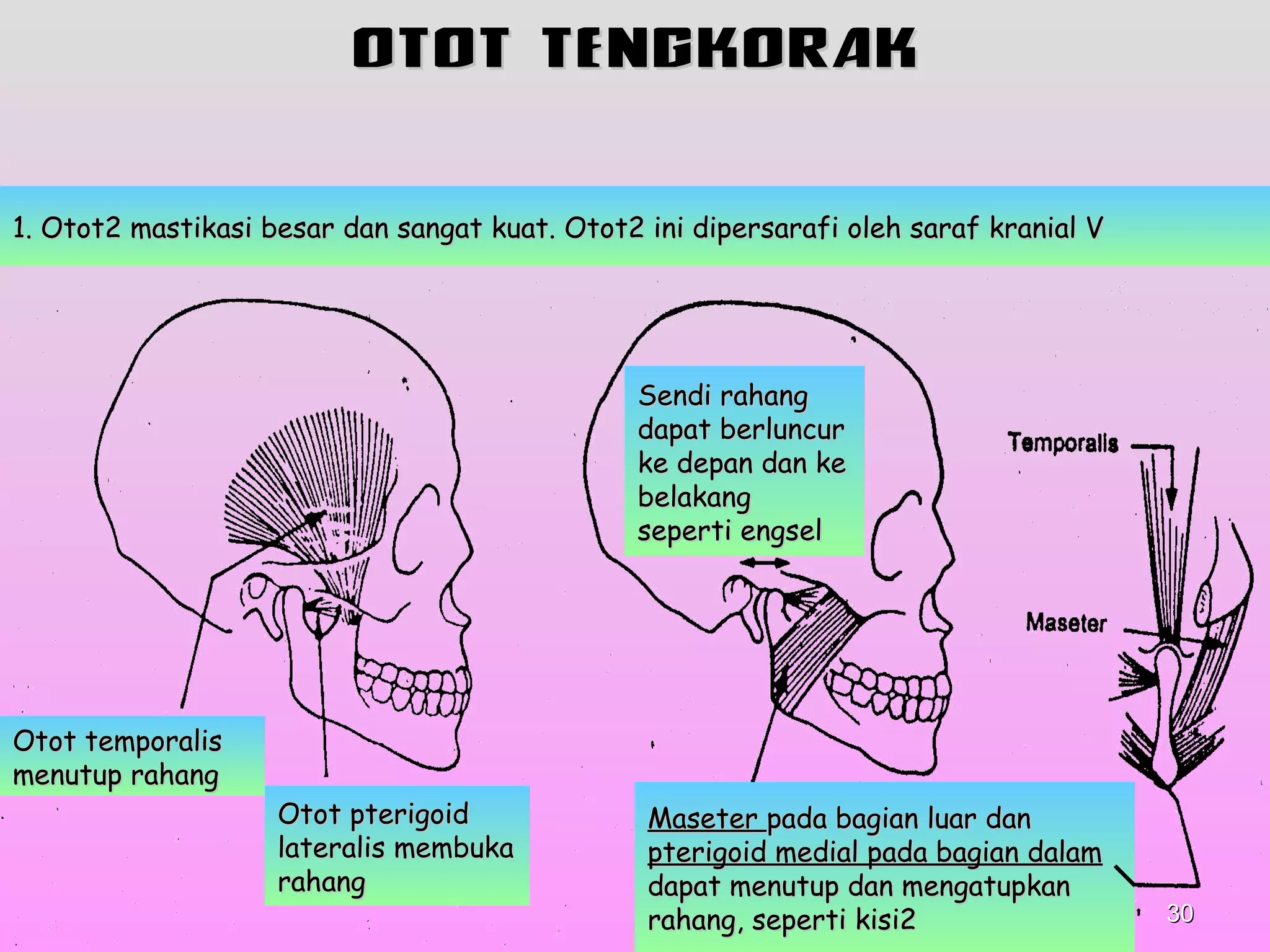 Musculosceletal System in Anatomy/ Sistem Otot dan Tulang ...