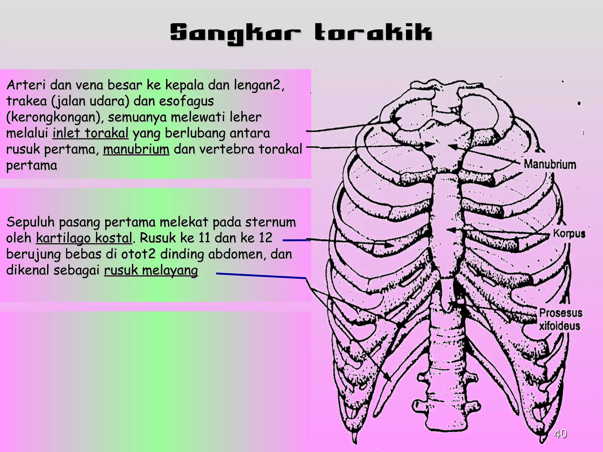 Musculosceletal System in Anatomy/ Sistem Otot dan Tulang ...