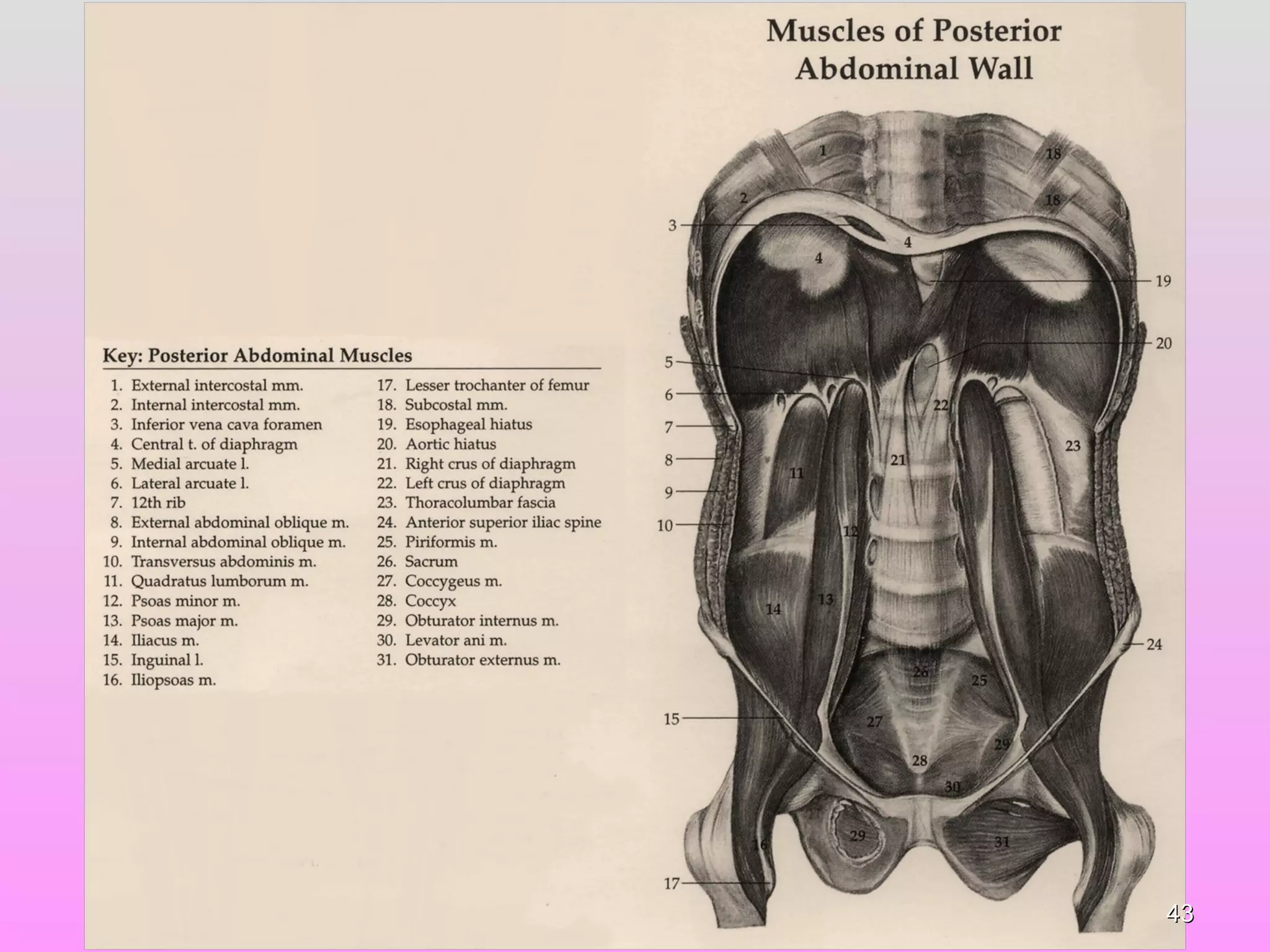 Musculosceletal System in Anatomy/ Sistem Otot dan Tulang ...