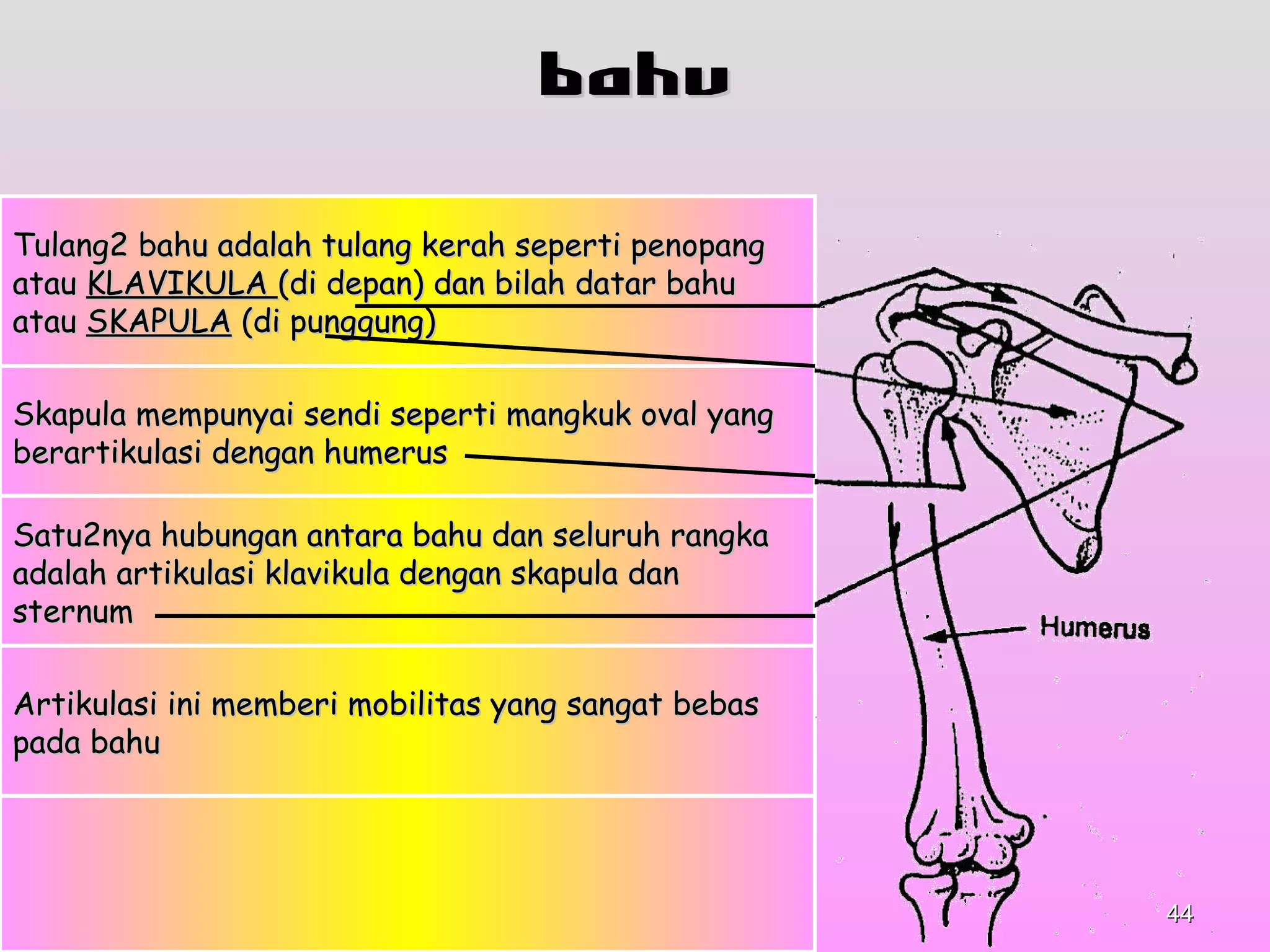Musculosceletal System in Anatomy/ Sistem Otot dan Tulang ...