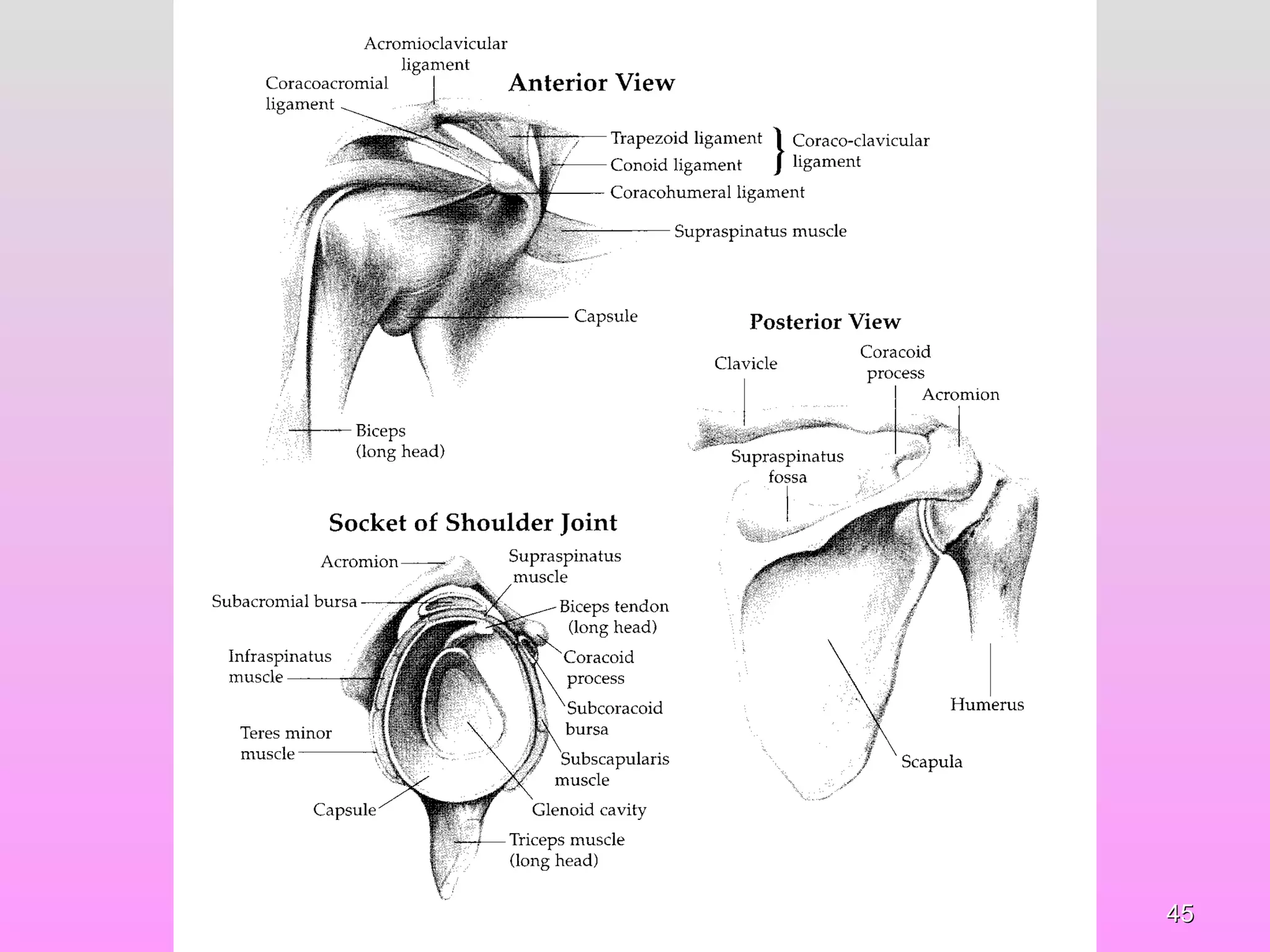 Musculosceletal System in Anatomy/ Sistem Otot dan Tulang ...