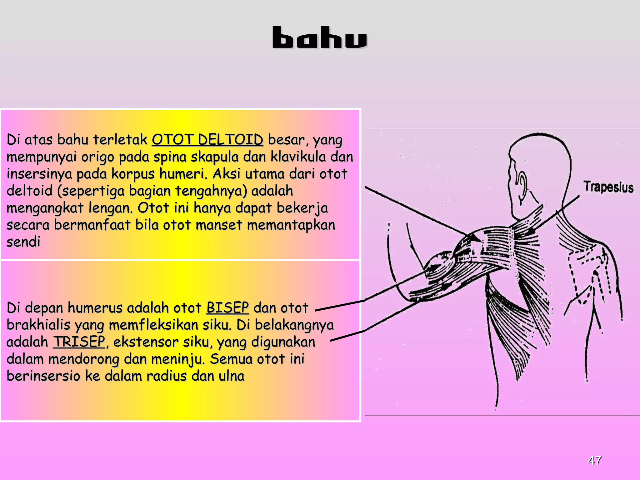 Musculosceletal System in Anatomy/ Sistem Otot dan Tulang ...