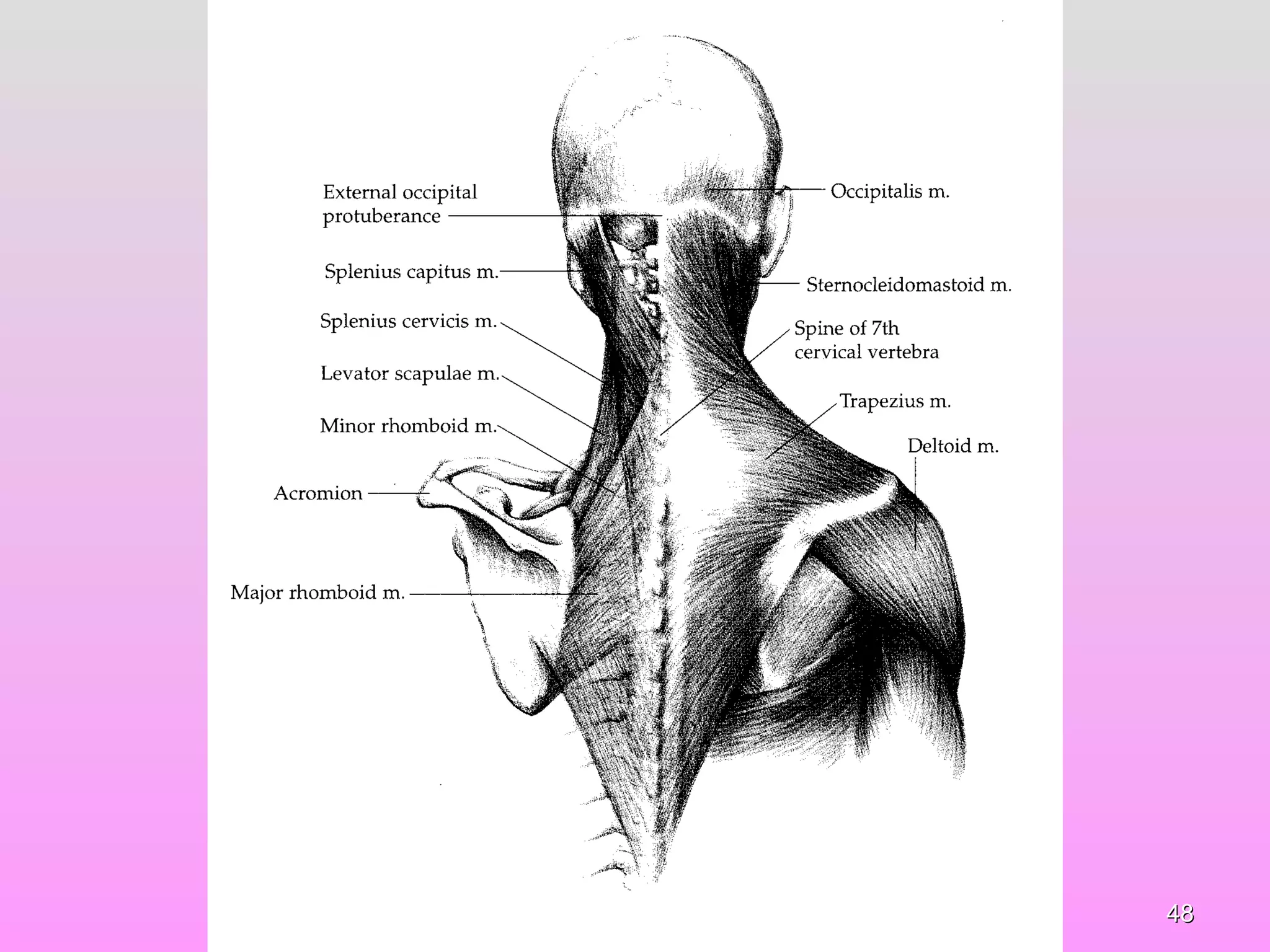 Musculosceletal System in Anatomy/ Sistem Otot dan Tulang ...