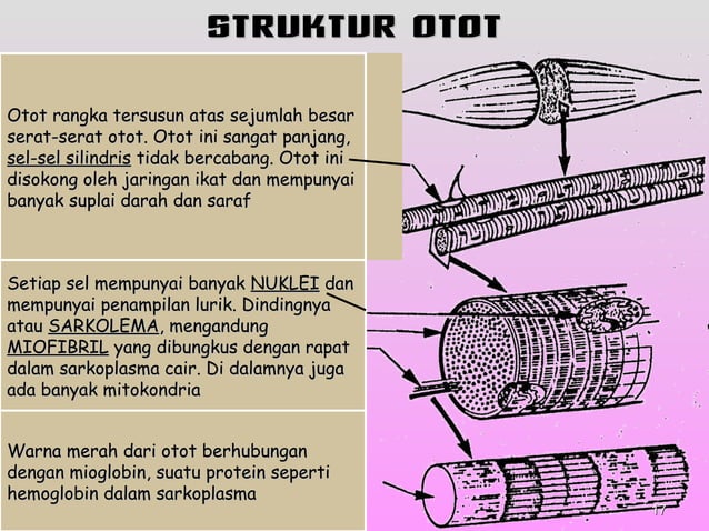 Musculosceletal System in Anatomy/ Sistem Otot dan Tulang ...