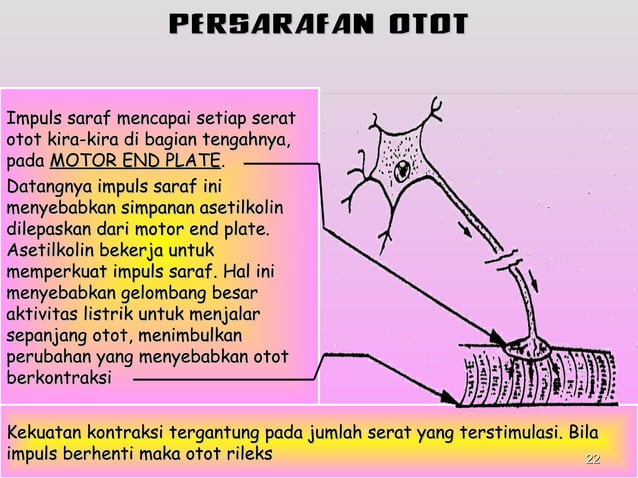 Musculosceletal System in Anatomy/ Sistem Otot dan Tulang ...