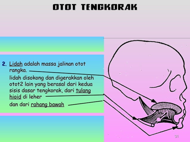 Musculosceletal System in Anatomy/ Sistem Otot dan Tulang ...
