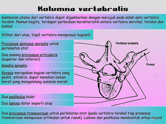 Musculosceletal System in Anatomy/ Sistem Otot dan Tulang ...