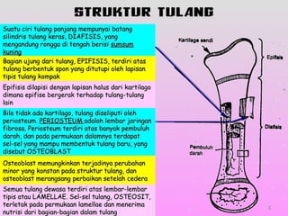 Musculosceletal System in Anatomy/ Sistem Otot dan Tulang ...