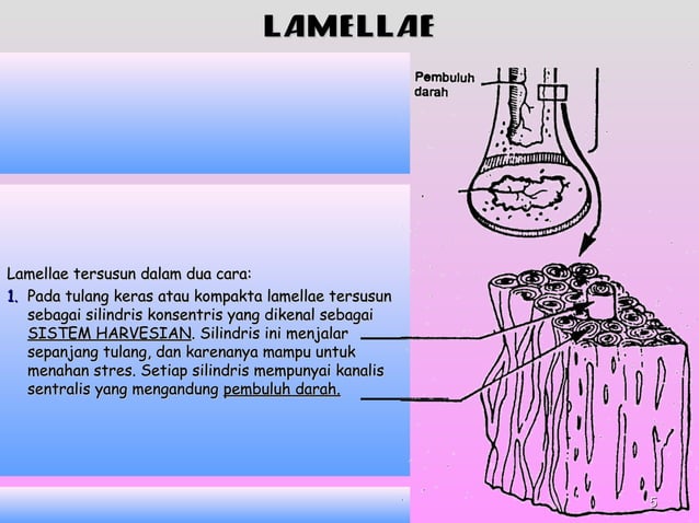 Musculosceletal System in Anatomy/ Sistem Otot dan Tulang ...