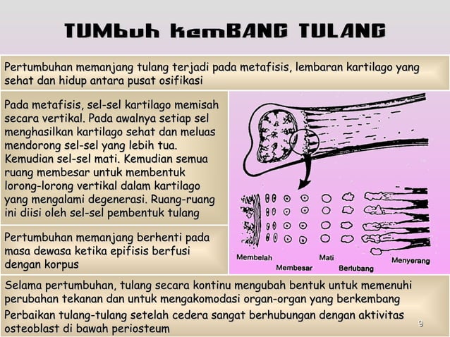 Musculosceletal System in Anatomy/ Sistem Otot dan Tulang ...