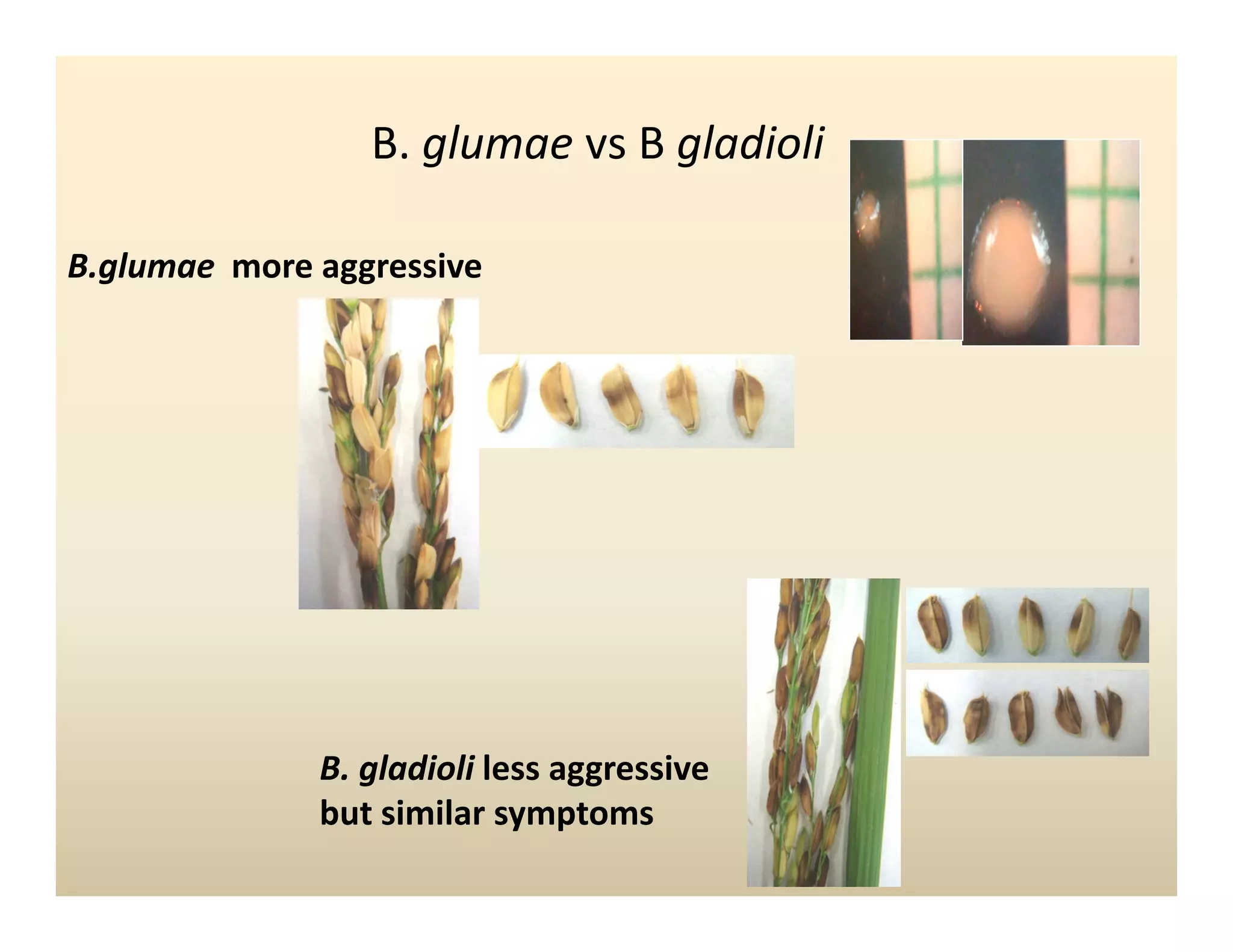 005 panicle bacterial blight in colombia, gloria mosquera | PDF