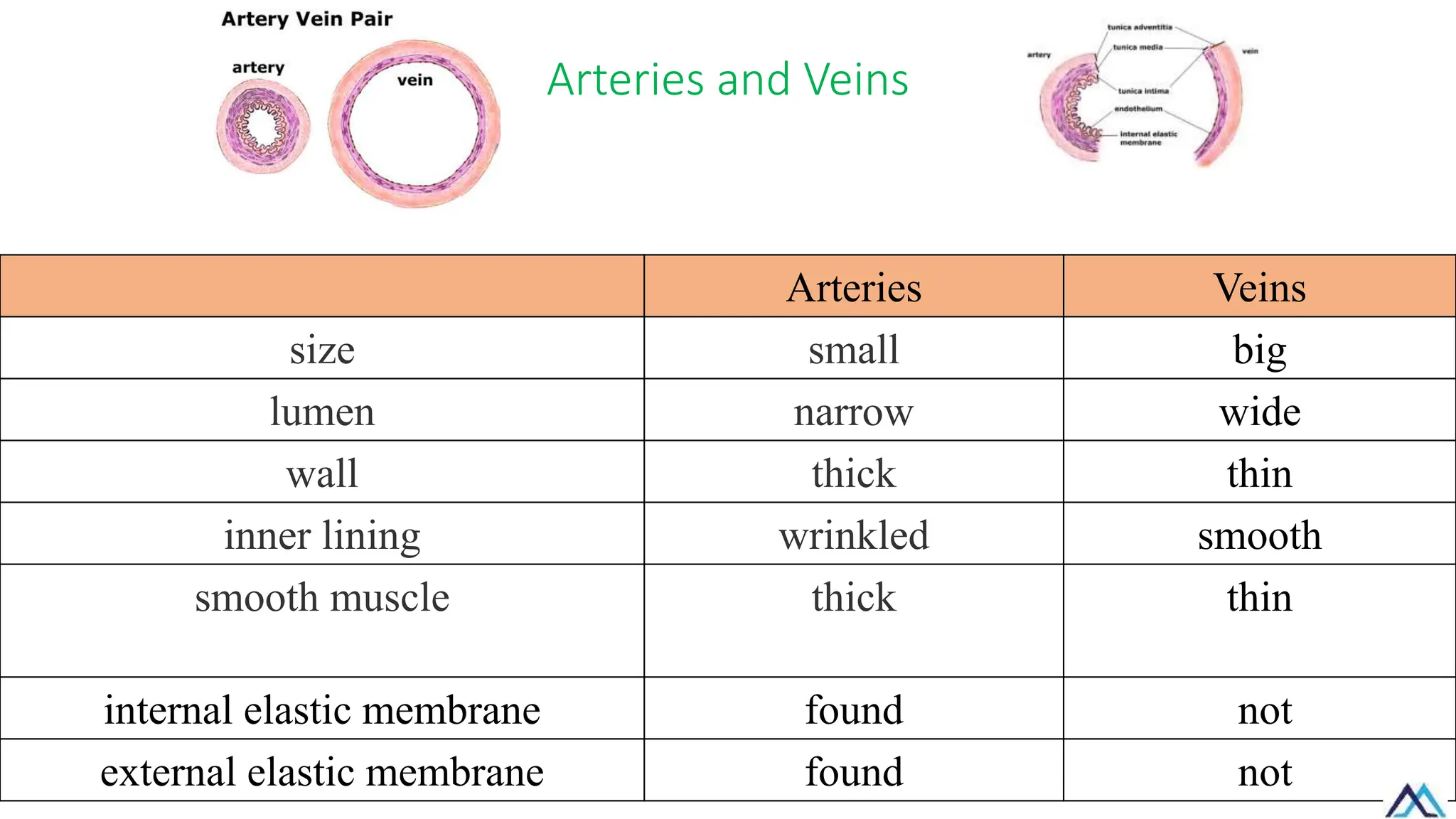 Blood vessels – Arteries and veins /Blood vessels – Arteries and veins.pdf