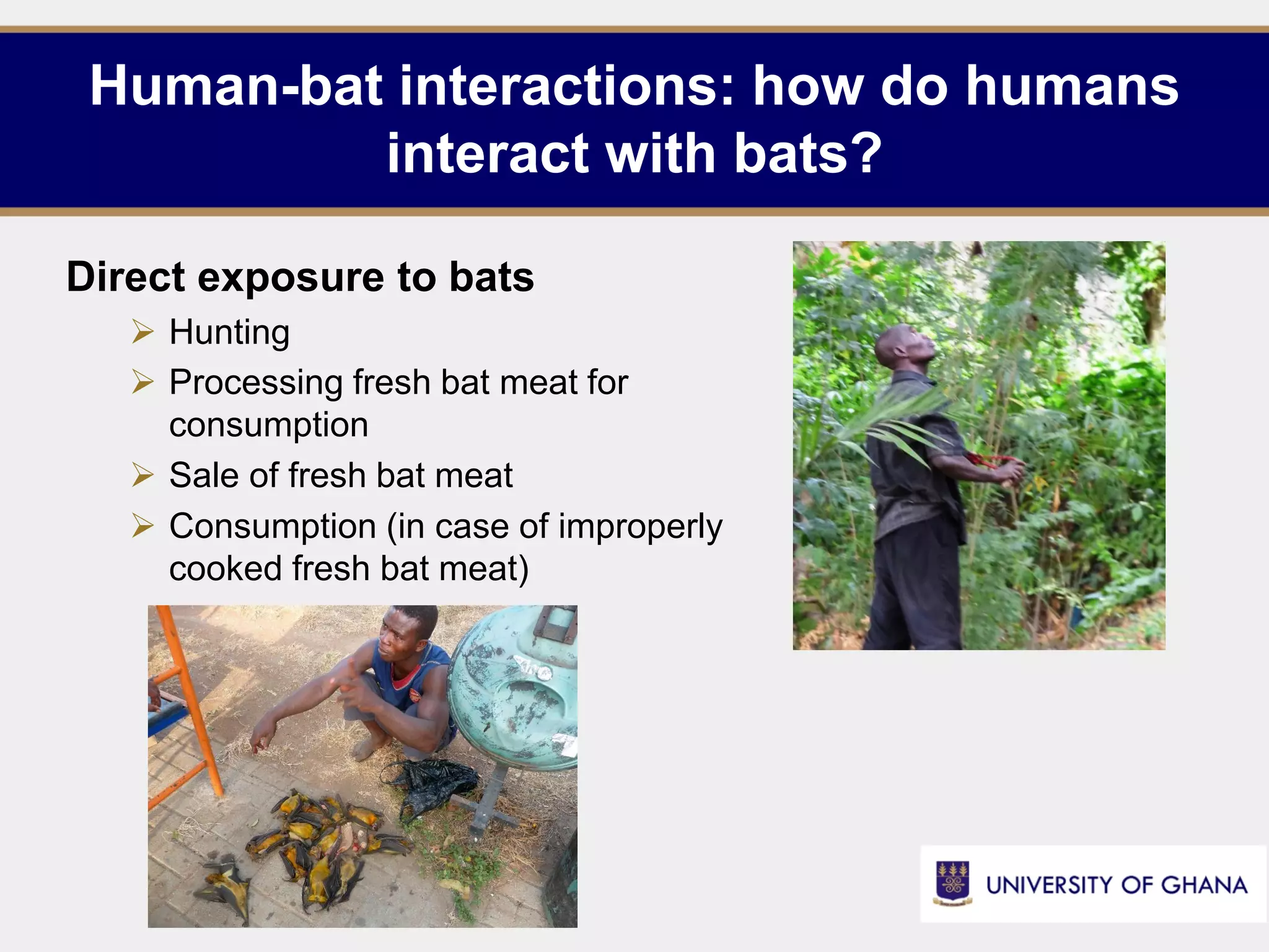 Human-bat interactions and diseases: transmission risks in Ghana | PDF ...
