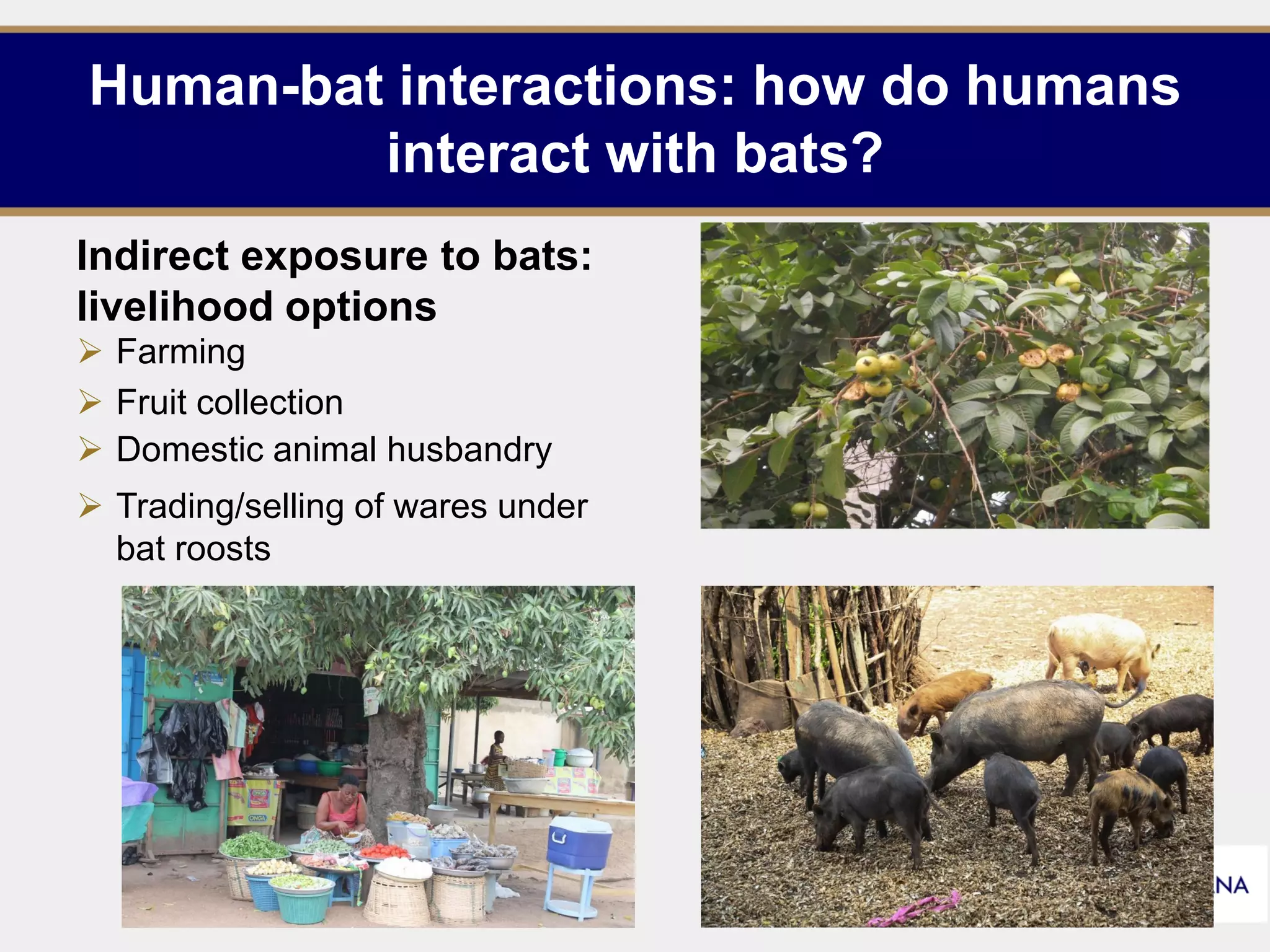 Human-bat interactions and diseases: transmission risks in Ghana | PDF ...