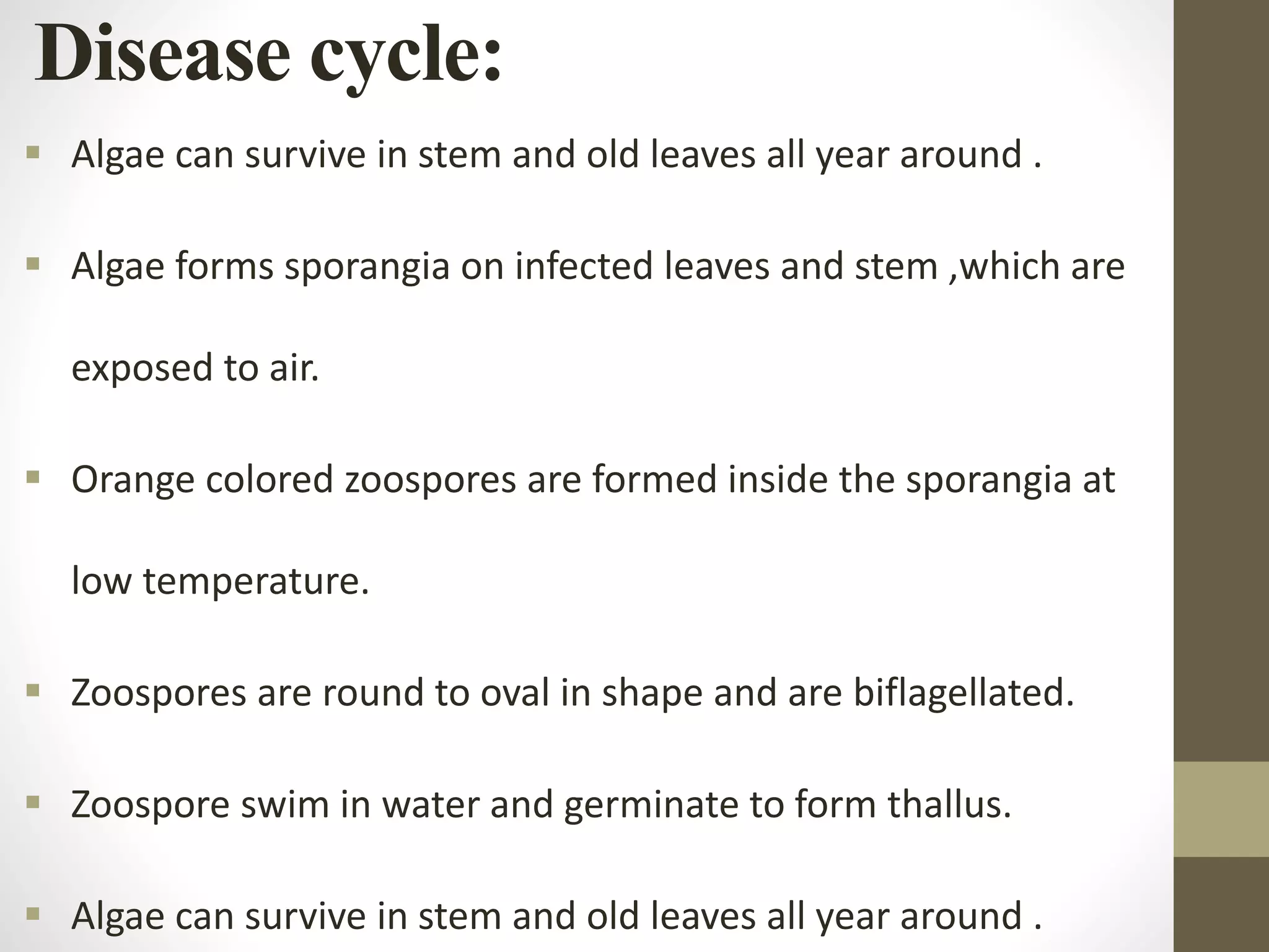 Red rust of tea, litchi and guava | PPTX