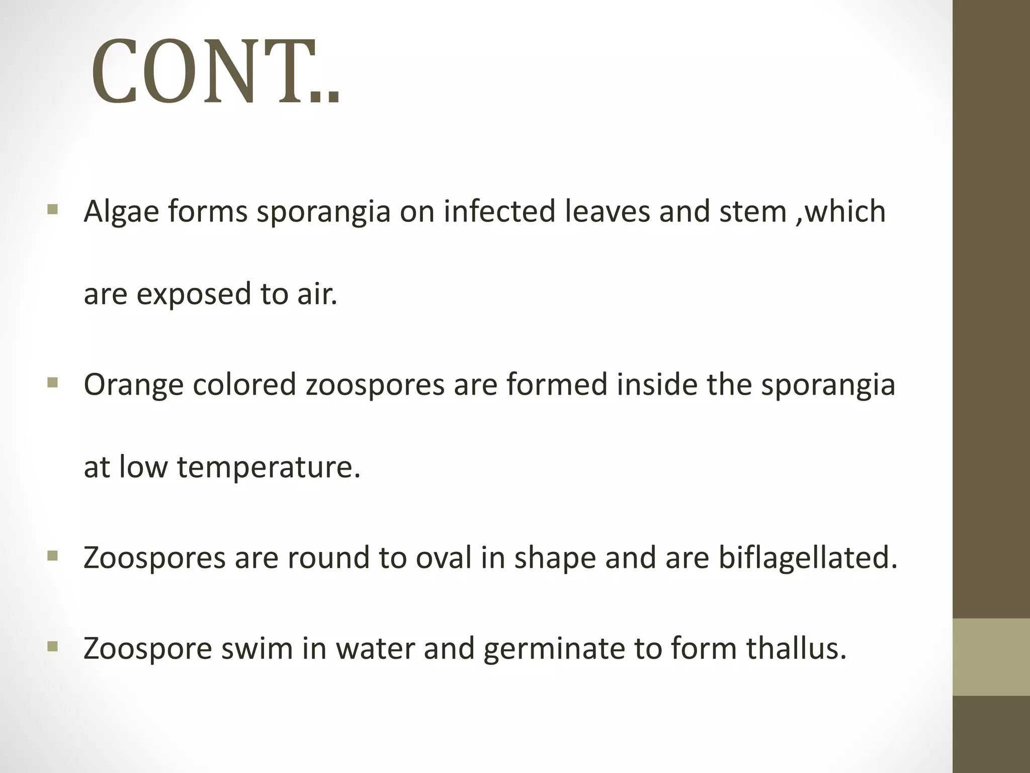 Red rust of tea, litchi and guava | PPTX