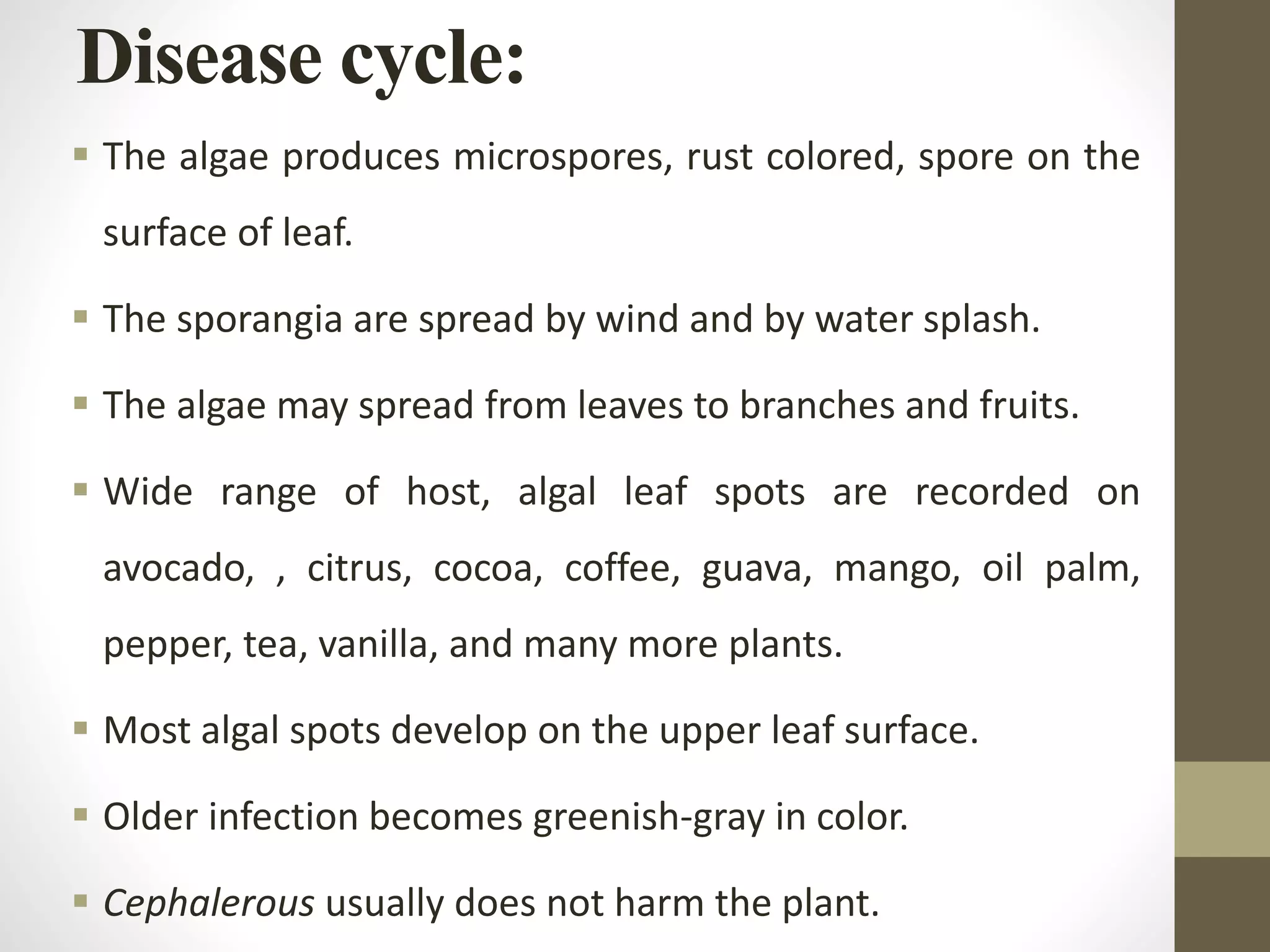 Red rust of tea, litchi and guava | PPTX
