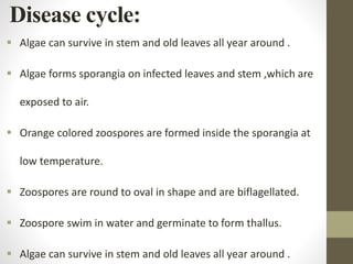 Red rust of tea, litchi and guava | PPTX