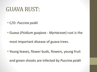 Red rust of tea, litchi and guava | PPTX