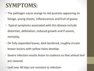 Red rust of tea, litchi and guava | PPTX