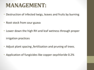 Red rust of tea, litchi and guava | PPTX