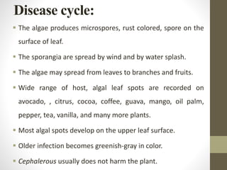 Red rust of tea, litchi and guava | PPTX