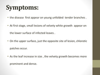 Red rust of tea, litchi and guava | PPTX
