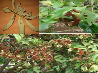 Red rust of tea, litchi and guava | PPTX