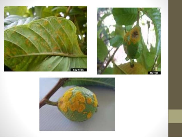 Red rust of tea, litchi and guava