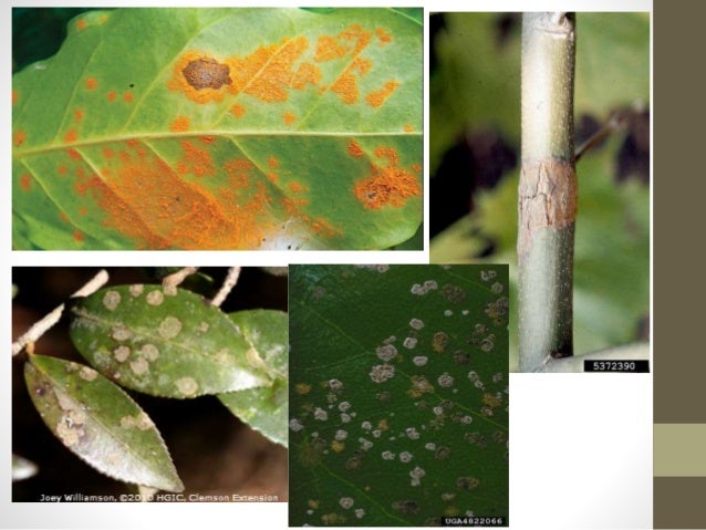 Red rust of tea, litchi and guava