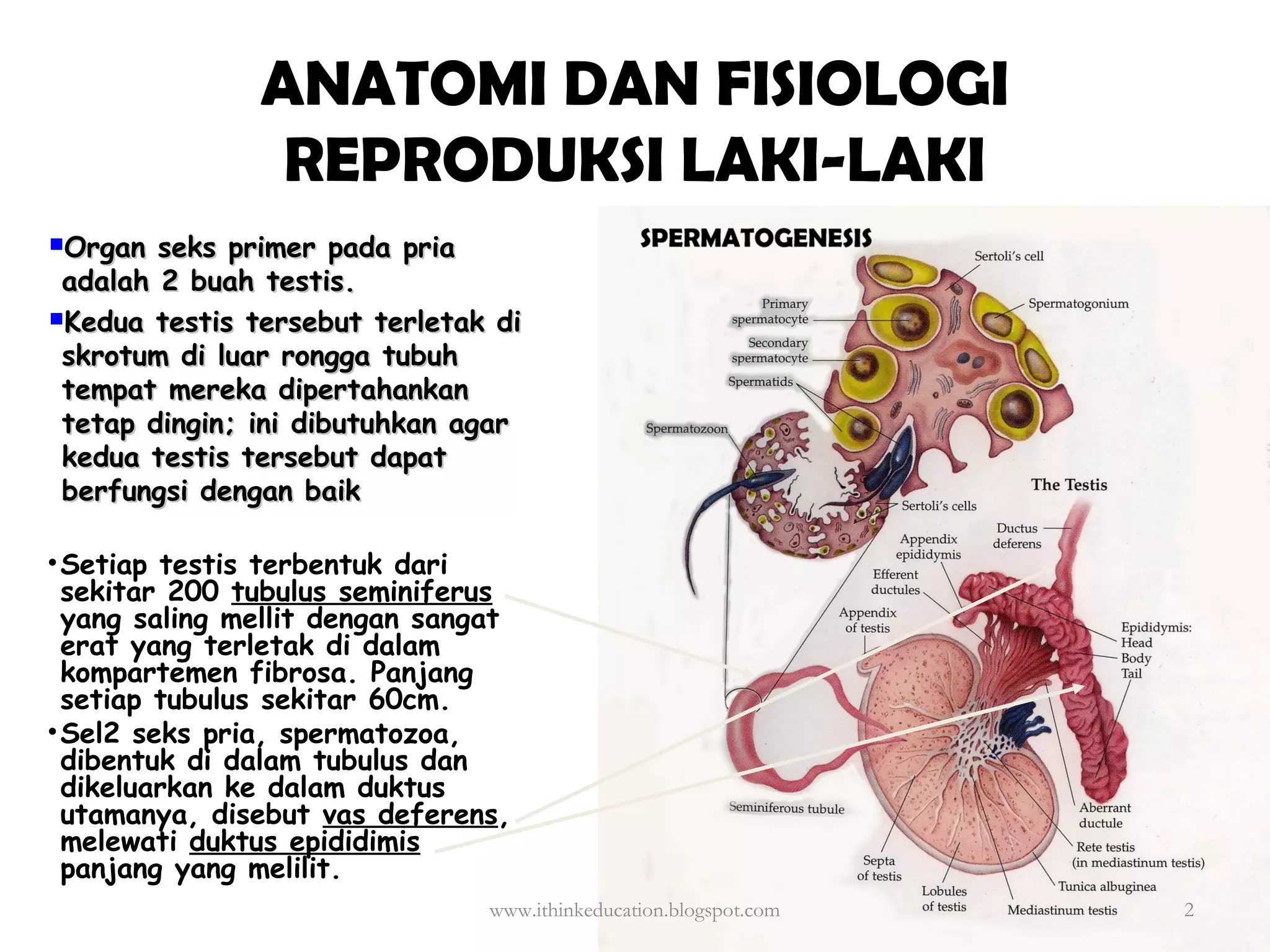 Reproduction System in Anatomy/ Sistem Reproduksi di Anatomi | PPT