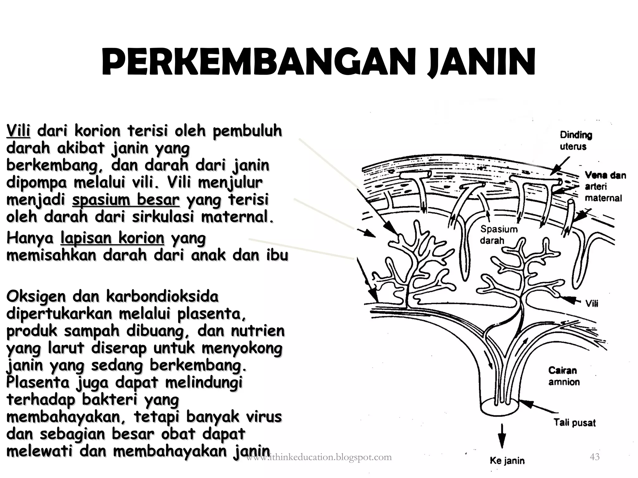 Reproduction System in Anatomy/ Sistem Reproduksi di Anatomi | PPT