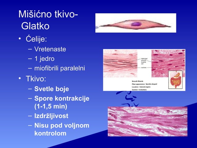 FIZIOLOGIJA MIŠICA | PPT