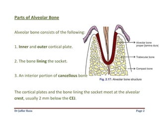 006.alveolar bone | PDF