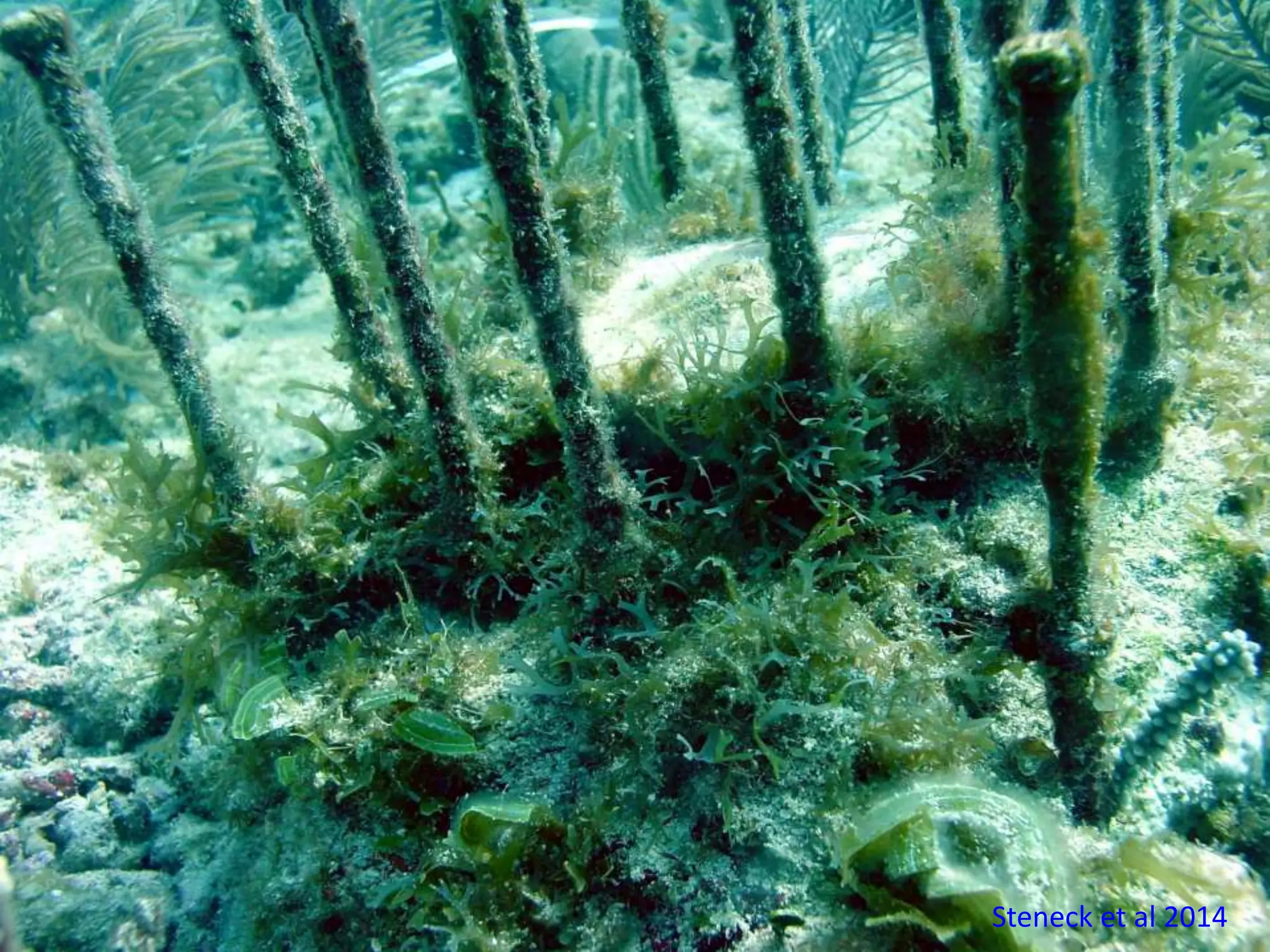 Parrotfish and the recovery resilience of coral reefs: A case study ...