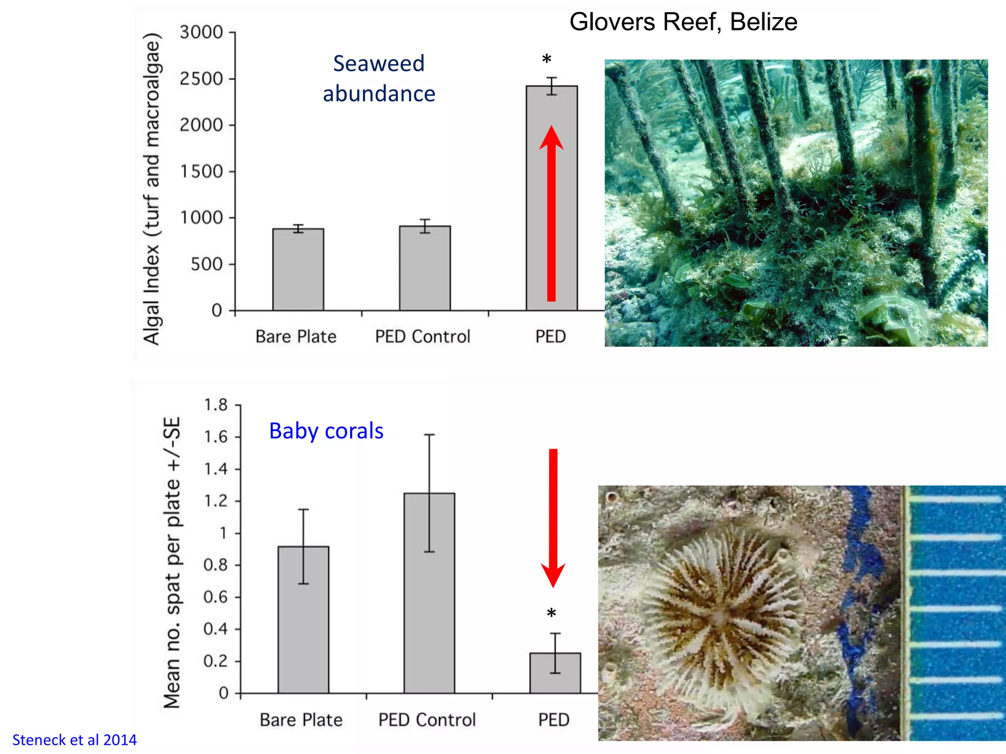Parrotfish and the recovery resilience of coral reefs: A case study ...