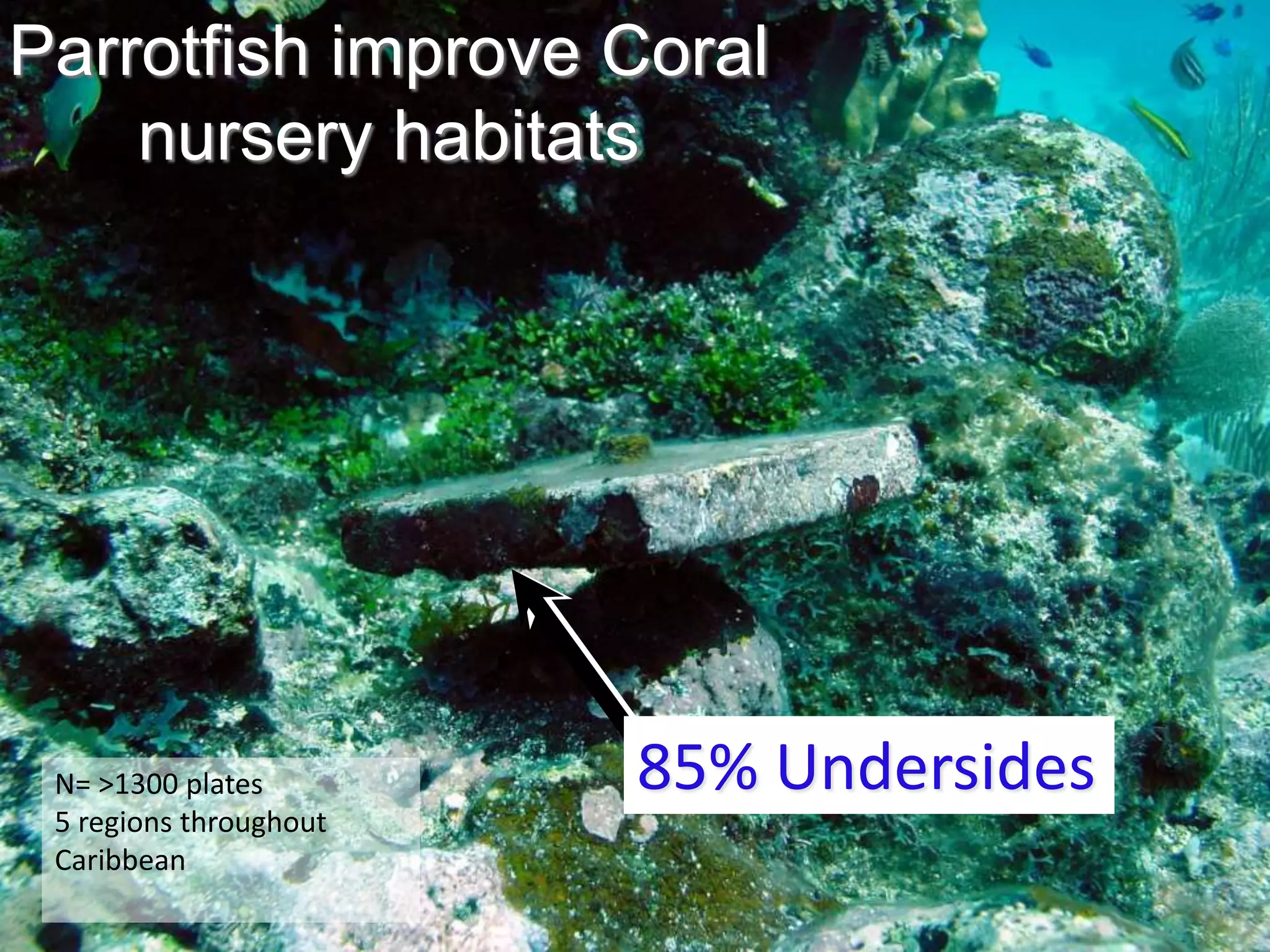 Parrotfish and the recovery resilience of coral reefs: A case study ...