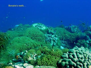 Parrotfish and the recovery resilience of coral reefs: A case study ...