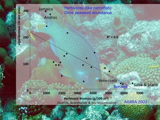 Parrotfish and the recovery resilience of coral reefs: A case study ...
