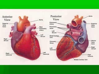 Anatomy and Physiology Heart/ Anatomi Fisiologi Jantung