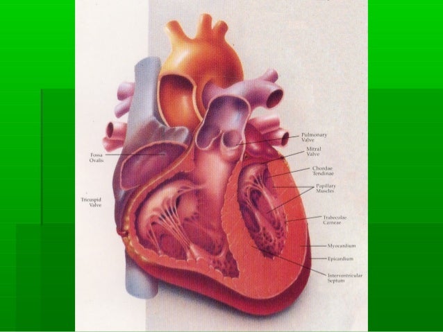 Anatomy and Physiology Heart/ Anatomi Fisiologi Jantung