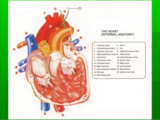 Anatomy and Physiology Heart/ Anatomi Fisiologi Jantung