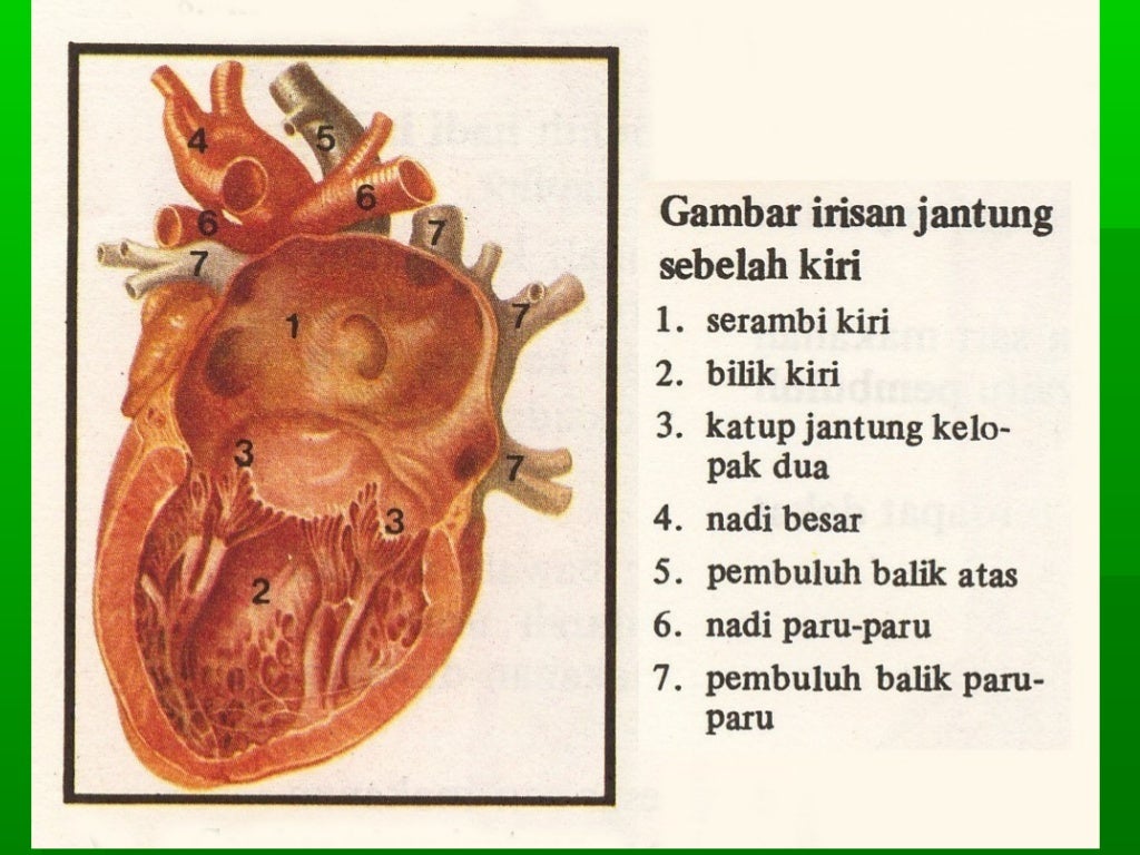 Anatomy and Physiology Heart/ Anatomi Fisiologi Jantung